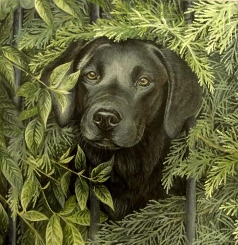 Artwork Labrador Puppy Peeping Through Fence by Vicky - MyArtBrief